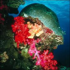 koraļļu rifu ekosistēma - Spoki