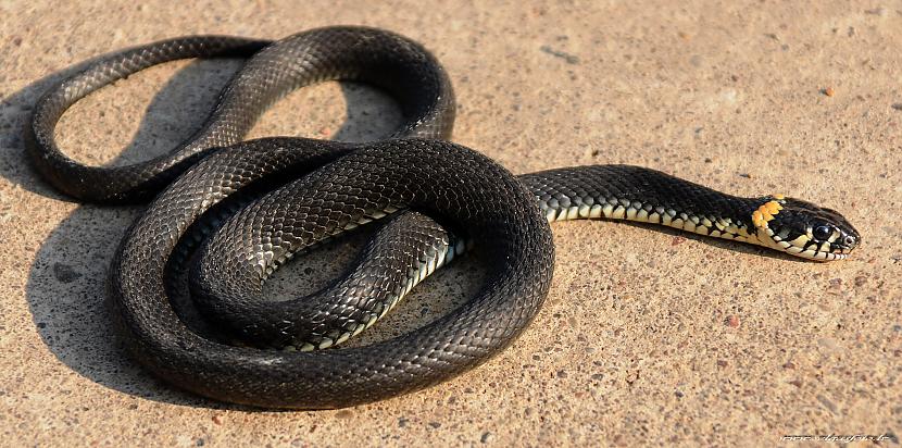 Neuzkāpiet odzei uz galvas! - Spoki
