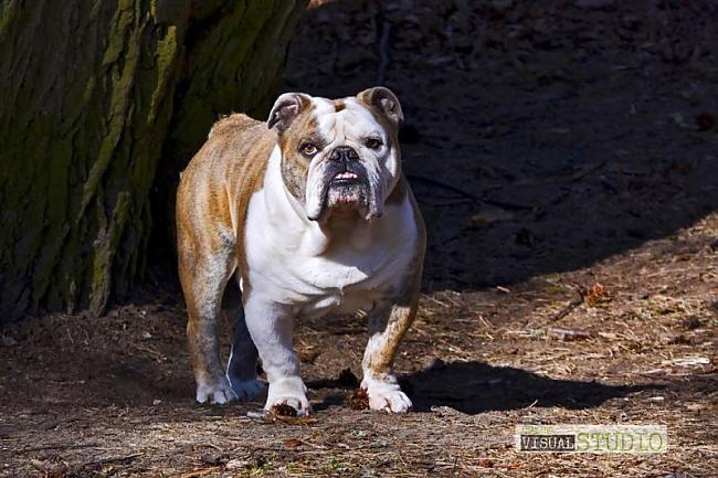Angļu buldogs.''English Bulldog" - Spoki