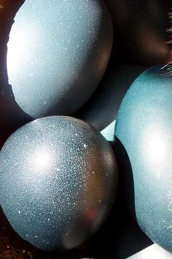 Interesanti fakti par dzīvniekiem - Spoki