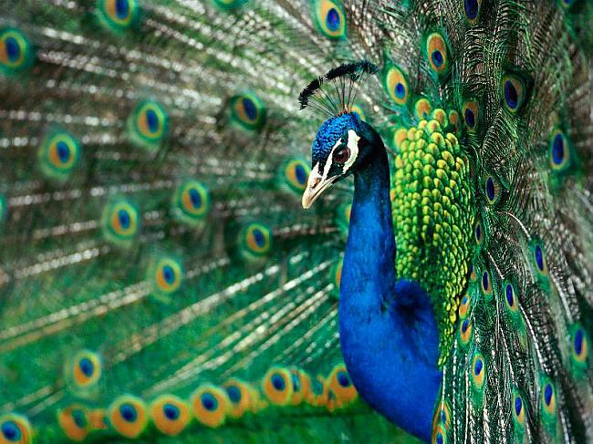 10 skaistākie pasaules putni. - Spoki