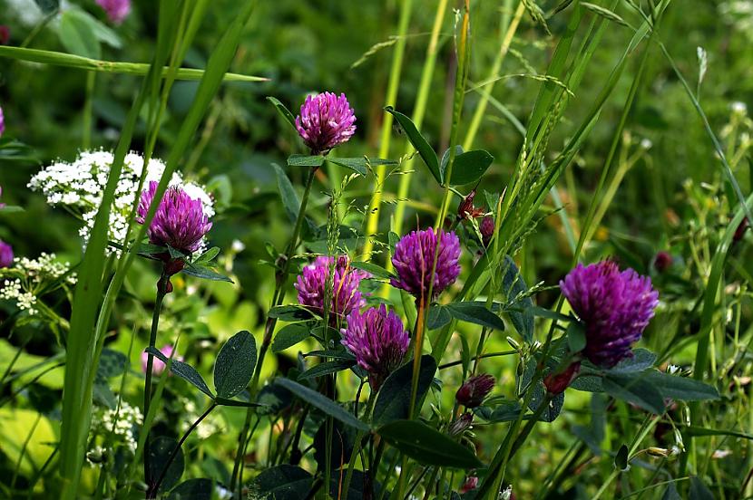 Līgo dienas rītam! - Spoki