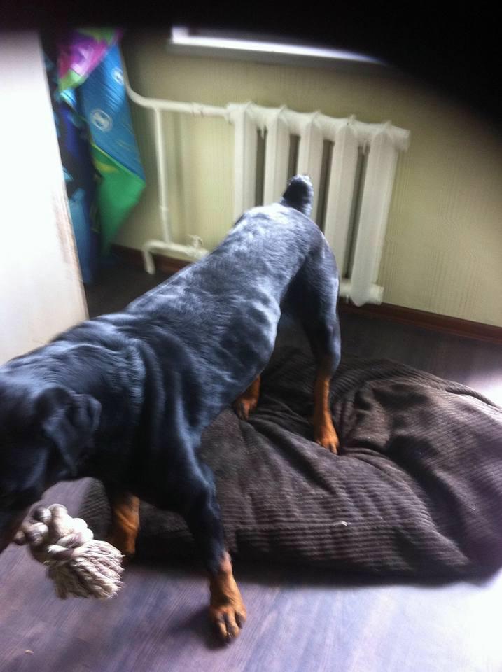 Kinologs Valdis Reinbergs - Spoki