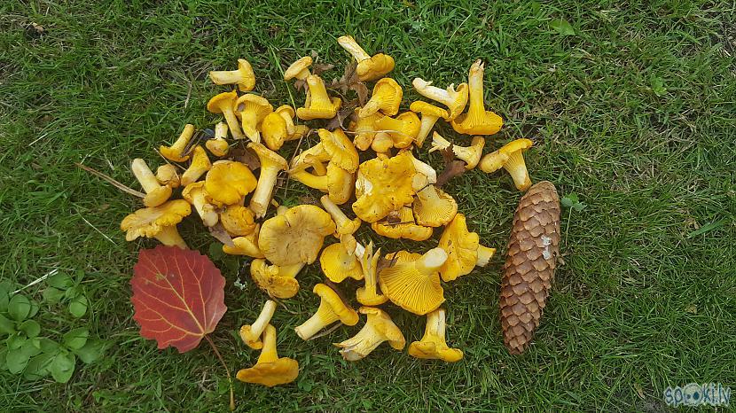 Ir mežā gailenes. IR! - Spoki