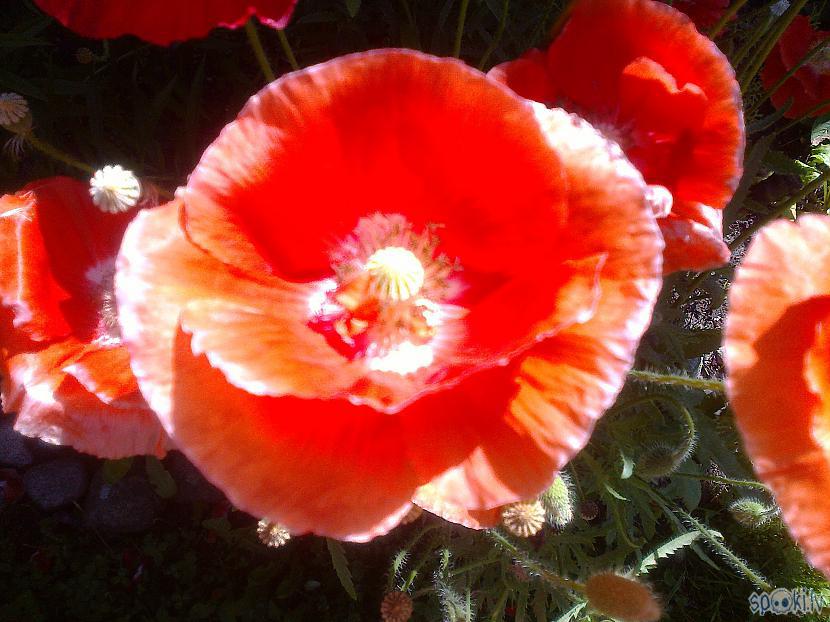 Mammuka valstība. Magones. - Spoki