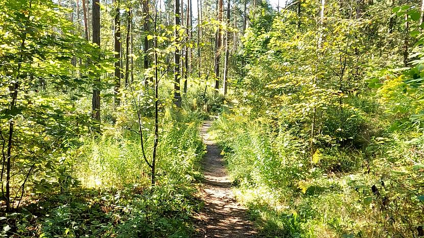Rudens pastaiga mežā - Spoki