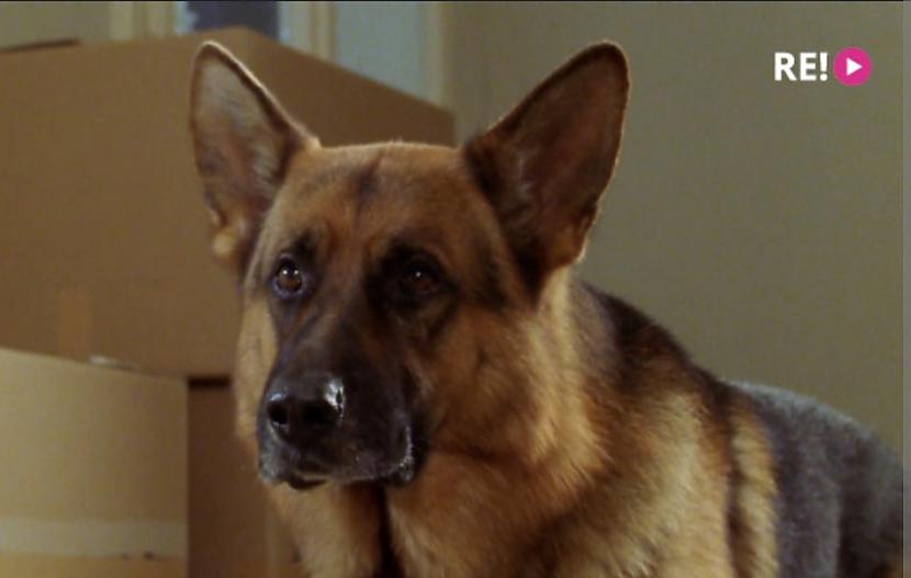 Tests par seriālu: Komisārs Reksis - Spoki