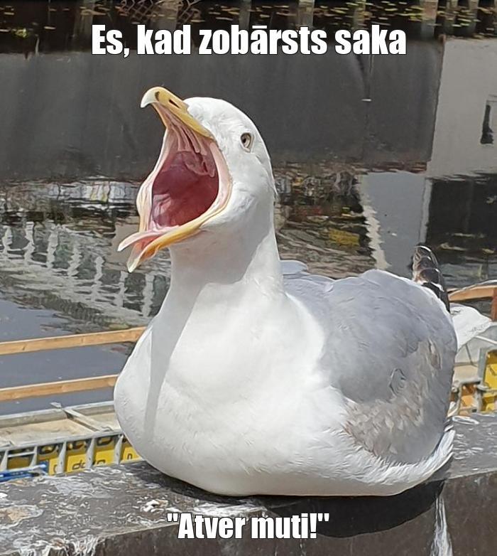 Spoku memes - Labākie - Spoki