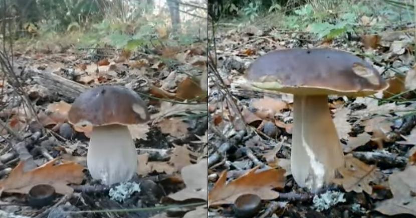 VIDEO Noskaties, kā piecu dienu laikā izaug baravika - Spoki