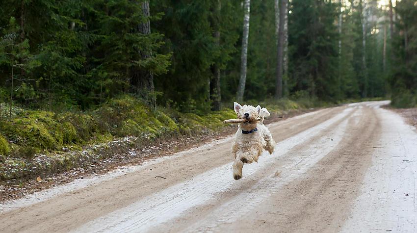 Joki: Video un foto joki, anekdotes un smieklīgi stāsti - Spoki