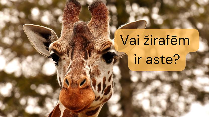 Tests: Vai vari pareizi atbildēt uz šiem 10 JĀ vai NĒ jautājumiem? - Spoki