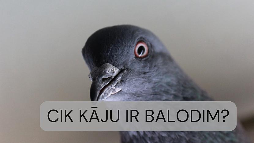 Tests: Ja neesi muļķis, tad varēsi atbildēt pareizi uz vismaz 7 ...